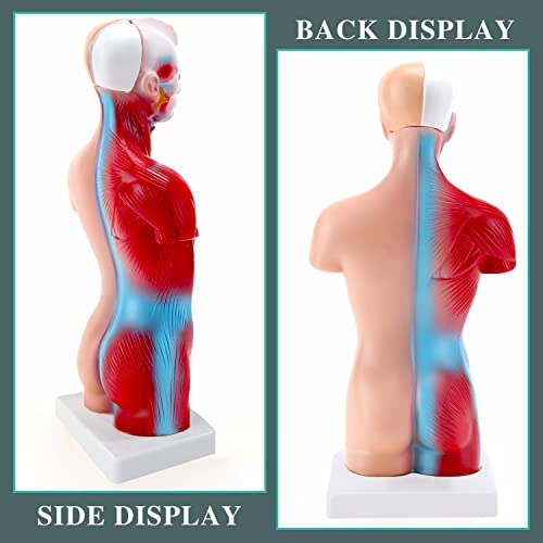 RONTEN Human Torso Body Model, 11inch 4D Medical School Educational Display Tool for Medical Student Learning