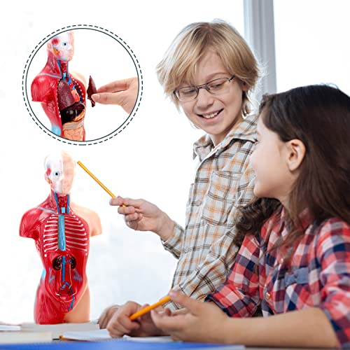 RONTEN Human Torso Body Model, 11inch 4D Medical School Educational Display Tool for Medical Student Learning