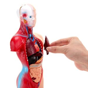 RONTEN Human Torso Body Model, 11inch 4D Medical School Educational Display Tool for Medical Student Learning