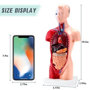 RONTEN Human Torso Body Model, 11inch 4D Medical School Educational Display Tool for Medical Student Learning