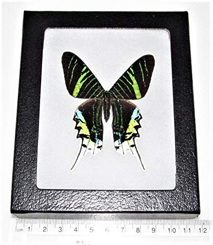 BicBugs Urania leilus Real Framed Day Flying Moth Green Blue Peru South American Sunset Moth