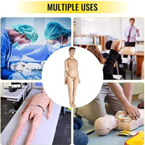 Nursing Training Manikin, Demonstration Human Manikin for Nursing Training, Training CPR Simulator, 170 cm Male & Female PVC Anatomical Mannequin, Body Care Simulator Model