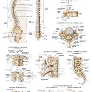 Palace Learning 3 Pack: Muscular System + Skeletal System + Anatomy of the Spine Poster Set - Set of 3 Anatomical Charts - Laminated - 18" x 27"