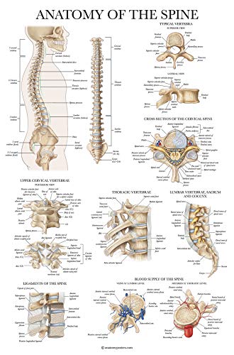 Palace Learning 3 Pack: Muscular System + Skeletal System + Anatomy of the Spine Poster Set - Set of 3 Anatomical Charts - Laminated - 18" x 27"