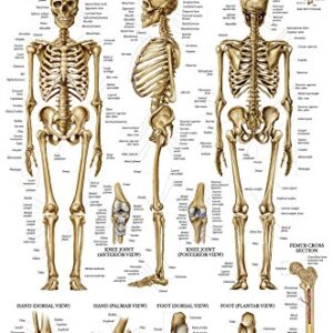 Palace Learning 3 Pack: Muscular System + Skeletal System + Anatomy of the Spine Poster Set - Set of 3 Anatomical Charts - Laminated - 18" x 27"