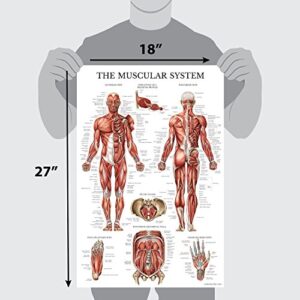 Palace Learning 3 Pack: Muscular System + Skeletal System + Anatomy of the Spine Poster Set - Set of 3 Anatomical Charts - Laminated - 18" x 27"