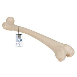 3b scientific a35/1 femur – 3b smart anatomy