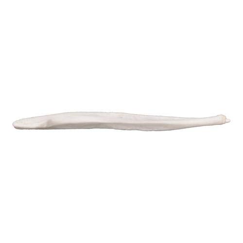 Coyote Baculum (7cm) (Natural Bone)