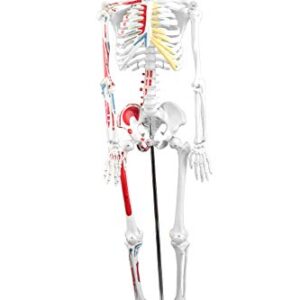 Parco Scientific PB00014 Human Skeleton with Muscles Colored and Labeled, Half Size 33" (84cm) | Wired for Natural Movement | Labelled Diagram Included