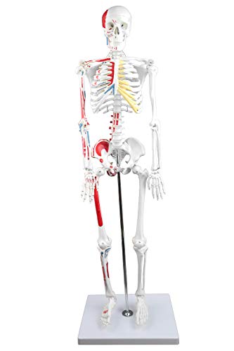 Parco Scientific PB00014 Human Skeleton with Muscles Colored and Labeled, Half Size 33" (84cm) | Wired for Natural Movement | Labelled Diagram Included