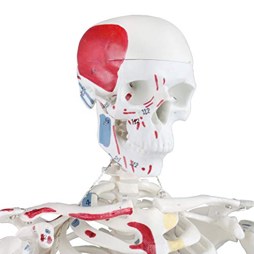 Parco Scientific PB00014 Human Skeleton with Muscles Colored and Labeled, Half Size 33" (84cm) | Wired for Natural Movement | Labelled Diagram Included