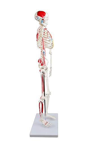 Parco Scientific PB00014 Human Skeleton with Muscles Colored and Labeled, Half Size 33" (84cm) | Wired for Natural Movement | Labelled Diagram Included