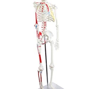 Parco Scientific PB00014 Human Skeleton with Muscles Colored and Labeled, Half Size 33" (84cm) | Wired for Natural Movement | Labelled Diagram Included