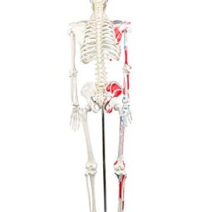 Parco Scientific PB00014 Human Skeleton with Muscles Colored and Labeled, Half Size 33" (84cm) | Wired for Natural Movement | Labelled Diagram Included