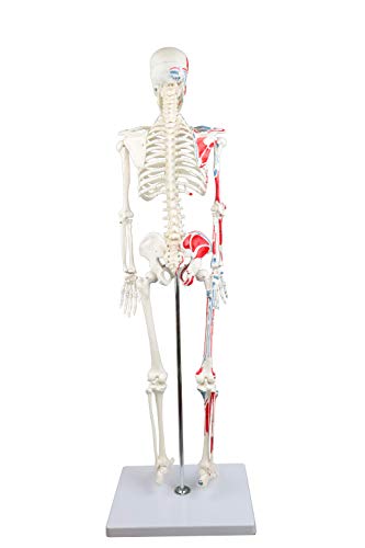 Parco Scientific PB00014 Human Skeleton with Muscles Colored and Labeled, Half Size 33" (84cm) | Wired for Natural Movement | Labelled Diagram Included