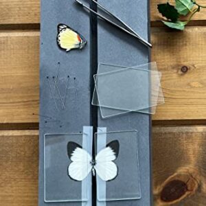 Generic Insect Butterfly Mounting Spreading Board