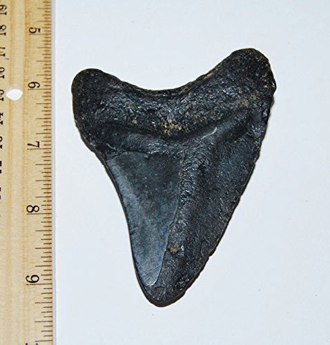 MEGALODON TOOTH Fossil SHARK 3.879 inches - Up to 25 Million Years Old #1537 7o