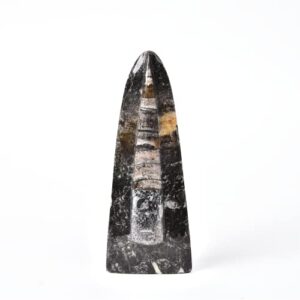 jic gem orthoceras fossil frome morocco(5-6 inches)