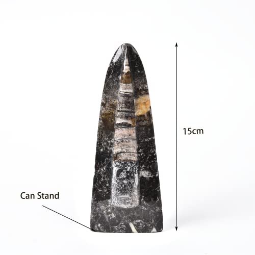 JIC Gem Orthoceras Fossil Frome Morocco(5-6 Inches)