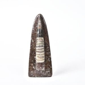 JIC Gem Orthoceras Fossil Frome Morocco(5-6 Inches)