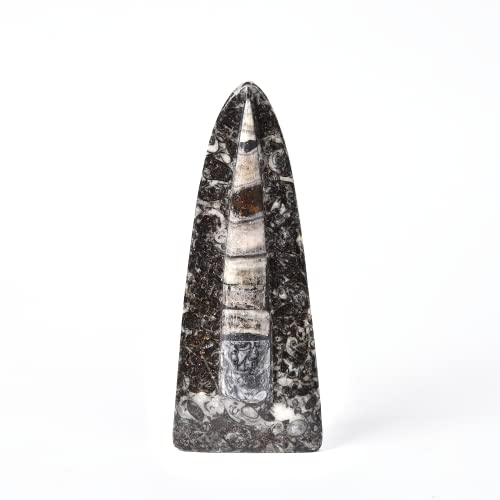 JIC Gem Orthoceras Fossil Frome Morocco(5-6 Inches)