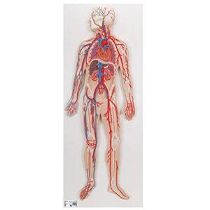 3b scientific g30 circulatory system – 3b smart anatomy