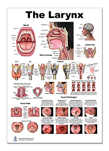 Larynx Poster, Voice, Education, Vocal Folds, Mouth, Head Cutview, Vocal Pathology, Size 12x17inch