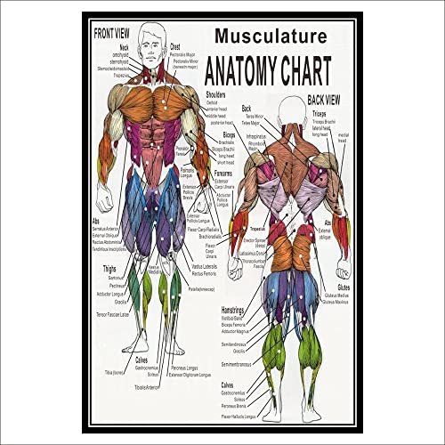 GatherTOOL 1PC Muscular System Anatomical Poster Muscle Anatomy Chart Anatomical Chart Human Body Educational for Human Anatomy Poster (Color : English Edition, Size : 40x60cm No Frame)