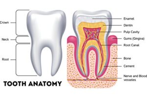 dental chart wall art poster dental office decor nursing school essentials dental medical assistant accessories tooth anatomy science posters teacher supplies cool wall decor art print poster 18×12