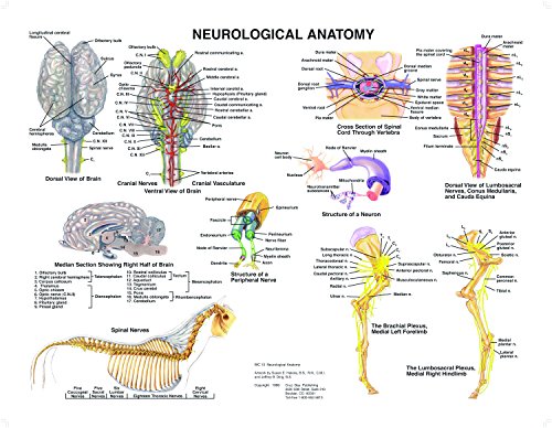 Equine Neurological System Anatomy Chart