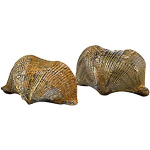 baluue 2pcs fossil model animal skeleton brachiopod tail fossil ornaments for home office decor craft classroom teaching prop 4x2cm