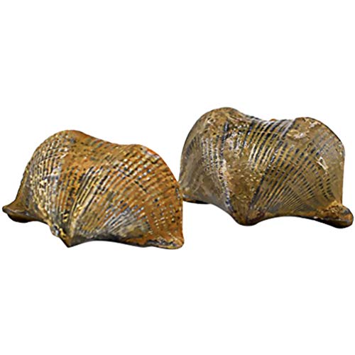 Baluue 2pcs Fossil Model Animal Skeleton Brachiopod Tail Fossil Ornaments for Home Office Decor Craft Classroom Teaching Prop 4X2cm