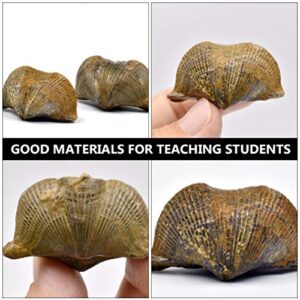 Baluue 2pcs Fossil Model Animal Skeleton Brachiopod Tail Fossil Ornaments for Home Office Decor Craft Classroom Teaching Prop 4X2cm