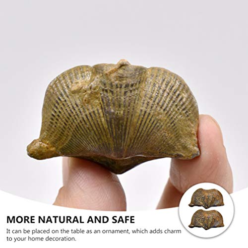 Baluue 2pcs Fossil Model Animal Skeleton Brachiopod Tail Fossil Ornaments for Home Office Decor Craft Classroom Teaching Prop 4X2cm