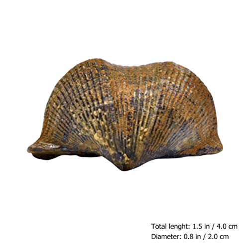 Baluue 2pcs Fossil Model Animal Skeleton Brachiopod Tail Fossil Ornaments for Home Office Decor Craft Classroom Teaching Prop 4X2cm