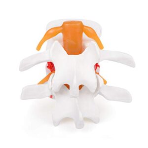 Human 1:1.5 Anatomical Lumbar Vertebral Spine Model,Vertebral Spine Anatomical for Study Eucation White Color