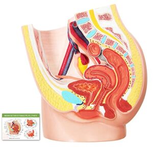 merinden female pelvis reproductive anatomy model, life size pelvis model on baseboard, 2-parts pelvis organ model with muscular, urinary, reproductive system, includes detailed product manual