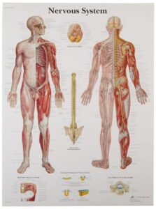 3b scientific vr1620uu glossy paper nervous system anatomical chart, poster size 20″ width x 26″ height