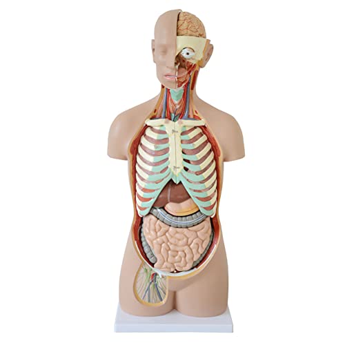 Human Torso Body Model - Anatomical Model Anatomy Human Organs Model 4D Medical School Educational Display Tool For Medical Student Learning For Nursing Training Teaching & Education Supplies 85cm