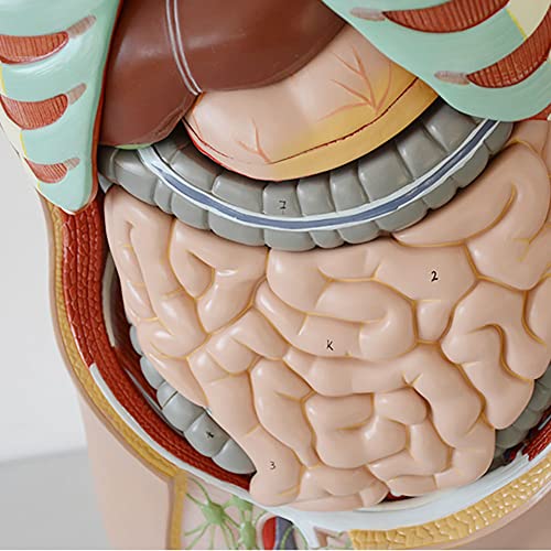 Human Torso Body Model - Anatomical Model Anatomy Human Organs Model 4D Medical School Educational Display Tool For Medical Student Learning For Nursing Training Teaching & Education Supplies 85cm