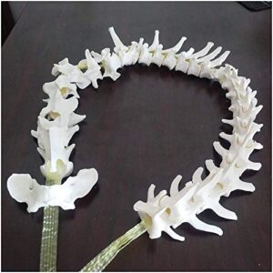 bzzbzz dog spine model – animal canine skeleton bone anatomical educational model – for veterinary study teaching landscape decoration