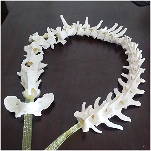 BZZBZZ Dog Spine Model - Animal Canine Skeleton Bone Anatomical Educational Model - for Veterinary Study Teaching Landscape Decoration