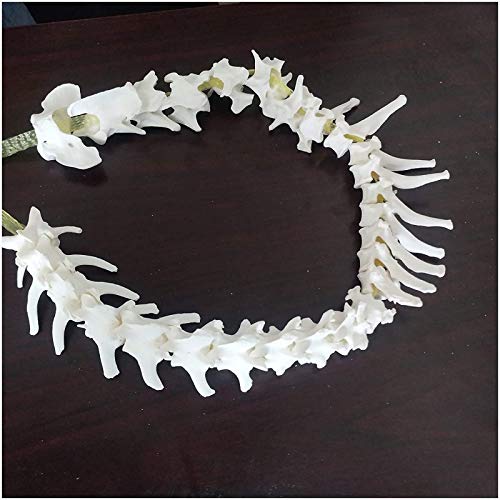 BZZBZZ Dog Spine Model - Animal Canine Skeleton Bone Anatomical Educational Model - for Veterinary Study Teaching Landscape Decoration