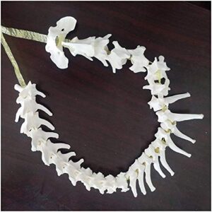 BZZBZZ Dog Spine Model - Animal Canine Skeleton Bone Anatomical Educational Model - for Veterinary Study Teaching Landscape Decoration