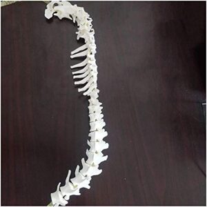 BZZBZZ Dog Spine Model - Animal Canine Skeleton Bone Anatomical Educational Model - for Veterinary Study Teaching Landscape Decoration