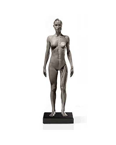 Superdental Female Proportional Figure V.2 Female Body Muscle Model 1:6