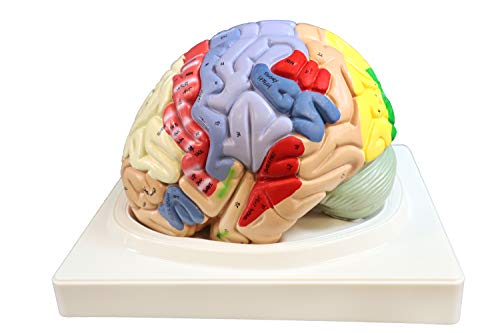 Parco Scientific PB00060 2x Color Coded Functional Brain-4 Parts | Identify Intellectual, Motor and Sensory Centers | 9 Colors to Differentiate Region of Brain | Hand-Numbered 120 Features W Key Card