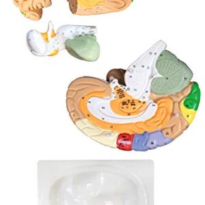 Parco Scientific PB00060 2x Color Coded Functional Brain-4 Parts | Identify Intellectual, Motor and Sensory Centers | 9 Colors to Differentiate Region of Brain | Hand-Numbered 120 Features W Key Card