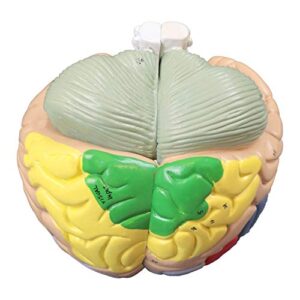 Parco Scientific PB00060 2x Color Coded Functional Brain-4 Parts | Identify Intellectual, Motor and Sensory Centers | 9 Colors to Differentiate Region of Brain | Hand-Numbered 120 Features W Key Card