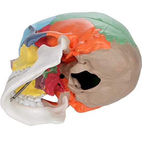 Axis Scientific 3-Part Didactic Human Skull Model, Life Size Painted Medical Anatomical Skull Model Cast from Natural Specimen – Includes Detailed Product Manual